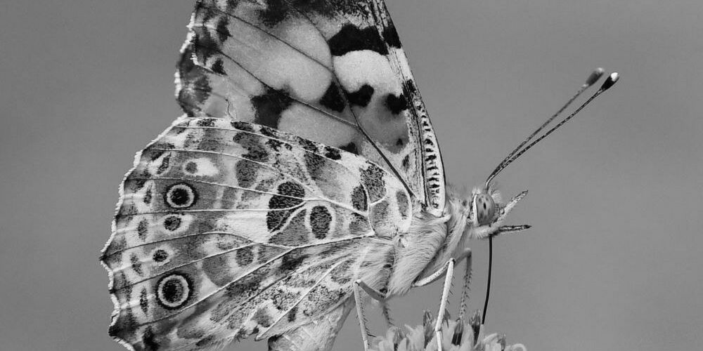 The ‘Beautiful Butterfly’ becomes an ‘Ugly Moth’ | Toucan